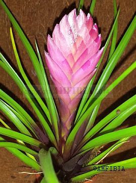 Bromelia