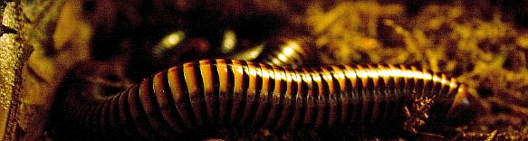 De miljoenpoot, een tropisch reuzenbeest